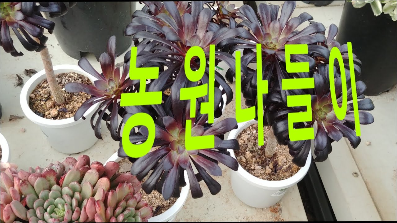 농원나들이 다육농원 국민다육이 반려식물 화훼단지 화훼농원 다육이화분 화분만들기 초보다육 다육이화분 다육이잎꽂이 Youtube