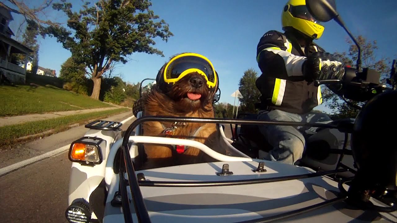 Ural Gear Up - Sidecar Dogs - Supply run - YouTube