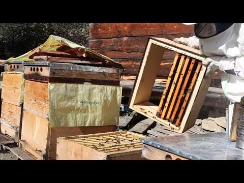 Sonbahar Ayında Bal Sağımı