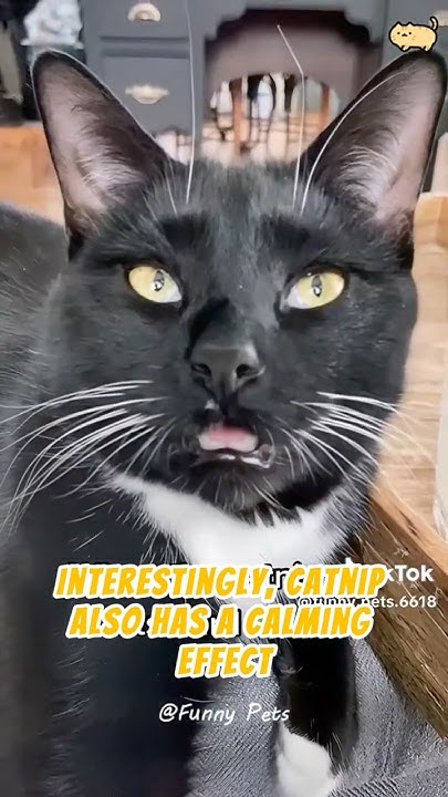 Catnip - YouTube