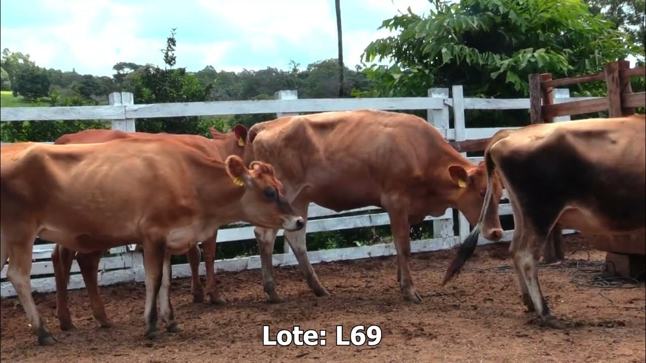 Lote L69 - YouTube