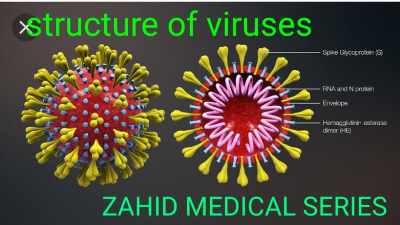 structure of viruses|difference between viroids,virions,prions and ...