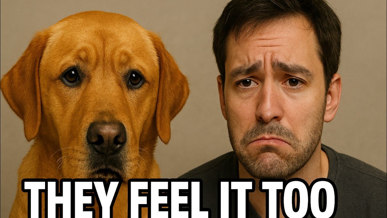 When a Dog Feels What You Feel – The Power of Shared Emotions #dogs # ...