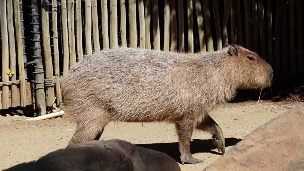 Capybara Enclosure- Happy Hollow Park and Zoo - YouTube