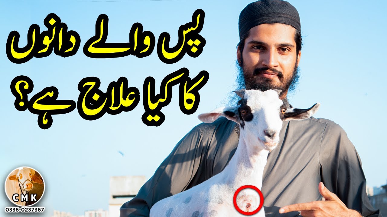 Bakre Ko Phoray Ya Dane Ho Jaen To Kya Treatment Karen? Goats Available ...