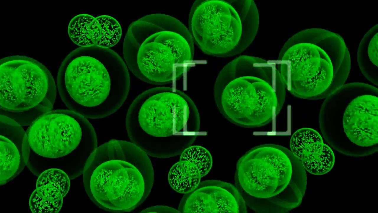 THE GREEN CELL POWER REVEAL : PRODIGY POWERCELL, HELENA RUBINSTEIN ...