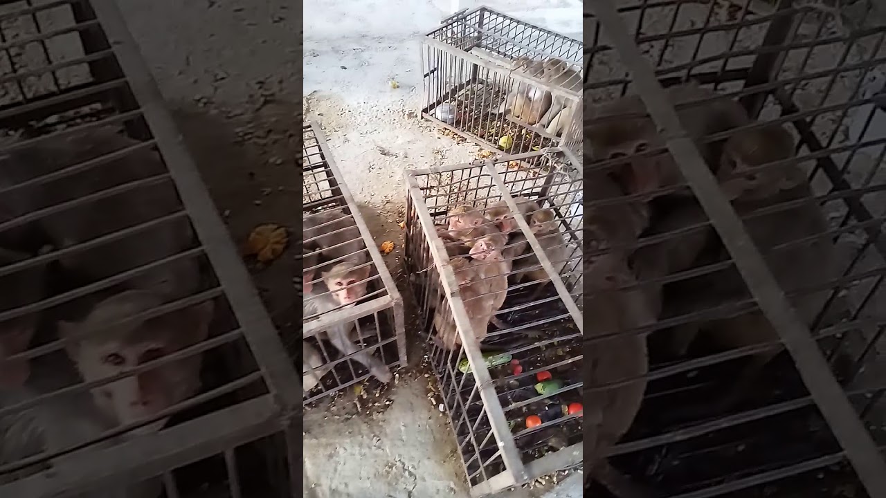 Rahish monkey catcher 8193047434--9149308370 - YouTube