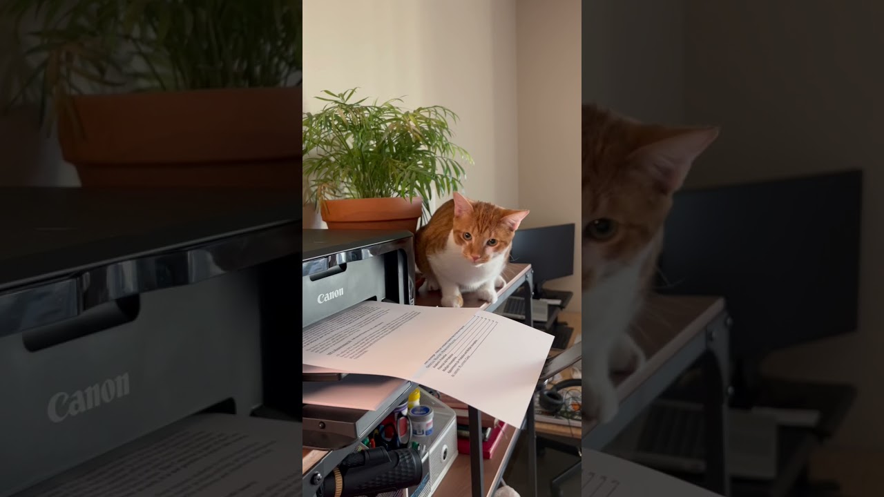 Cat and printer - YouTube