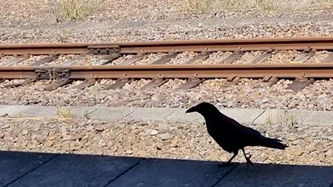 Sandtimer - Sour (crow visualiser) - YouTube