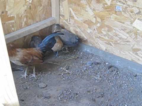 Bantam Hennie Line - YouTube
