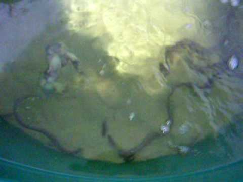 Hagfish Feeding 1 - YouTube
