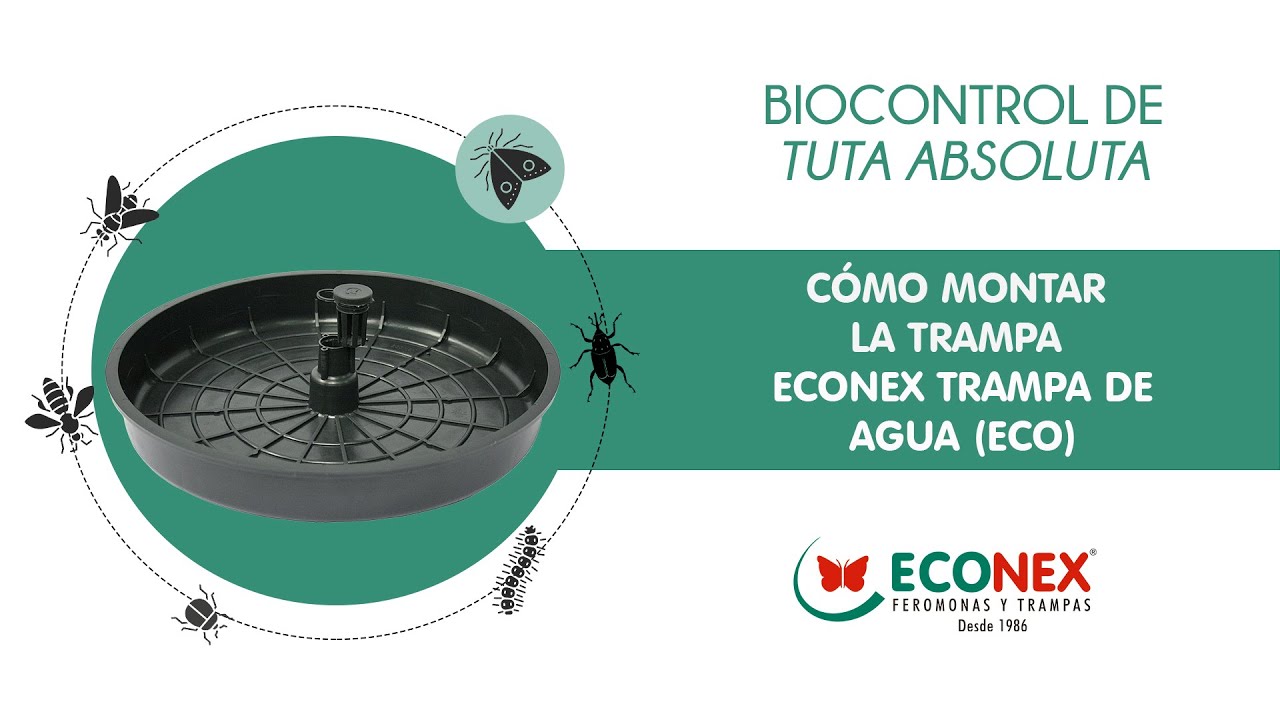 CÓMO COMBATIR LA TUTA ABSOLUTA - ECONEX TRAMPA DE AGUA (ECO) - YouTube