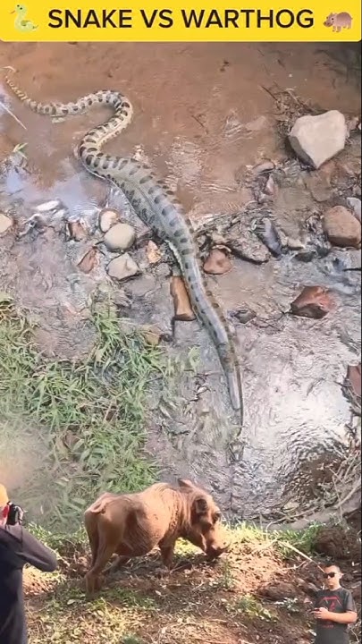 SNAKE VS WARTHOG : A snake python approaches a warthog on the edge of a ...