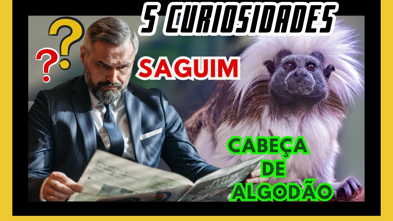 5 curiosidades interessantes sobre Macaco Saguim-Cabeça-de-Algodão ...