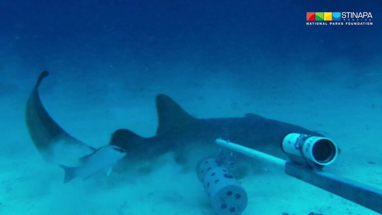 Shark vs Lobsters - YouTube