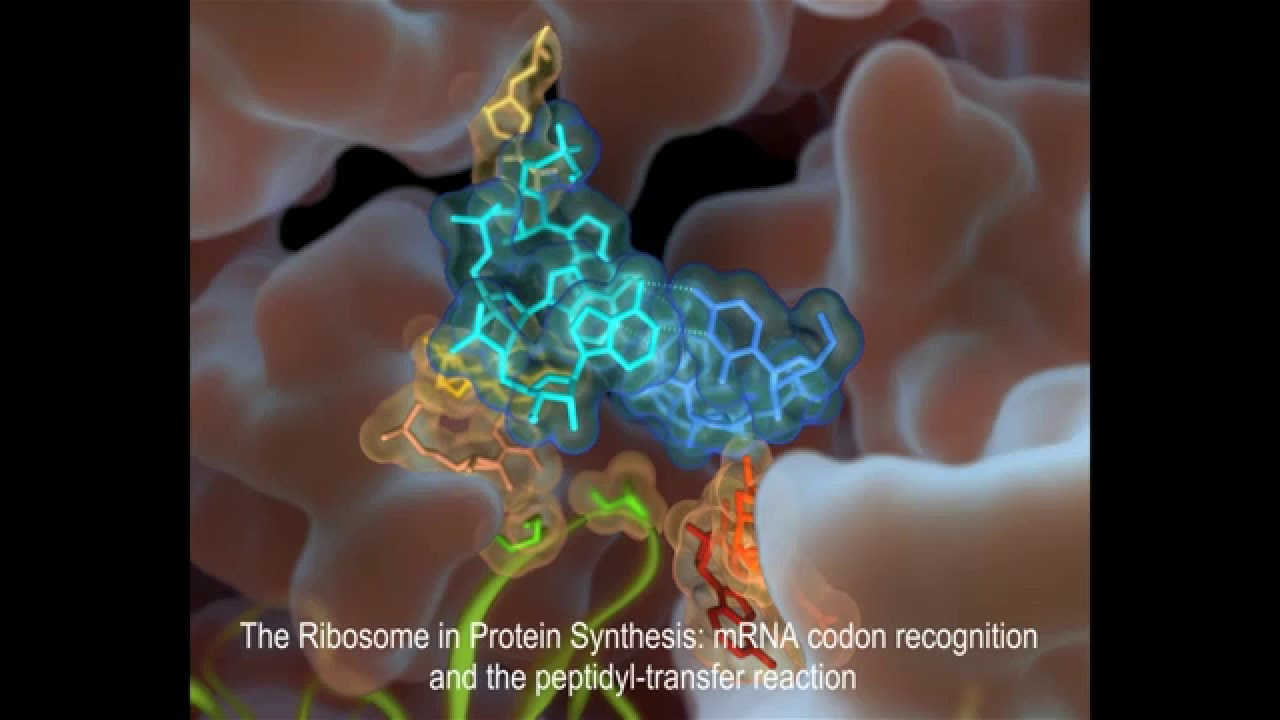 The Ribosome in Protein Synthesis: mRNA codon recognition and the ...
