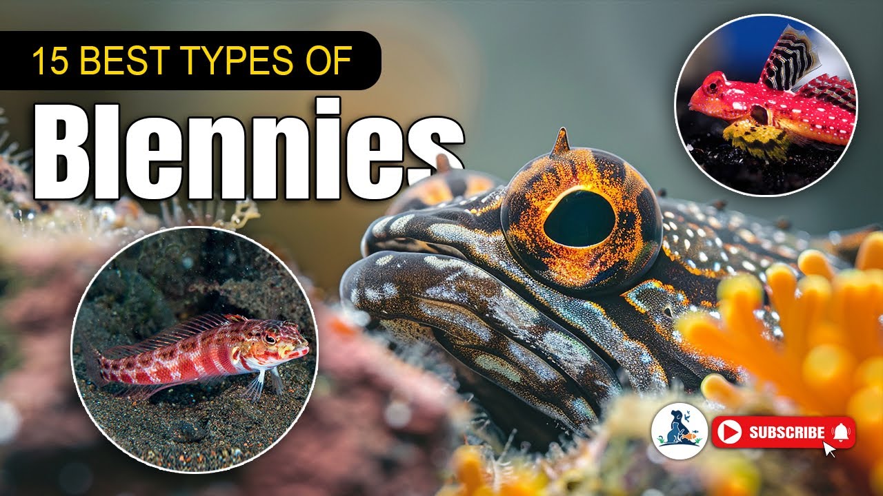 15 Amazing Blennies Fish You Didn't Know Existed! 🐠 Discover Stunning ...