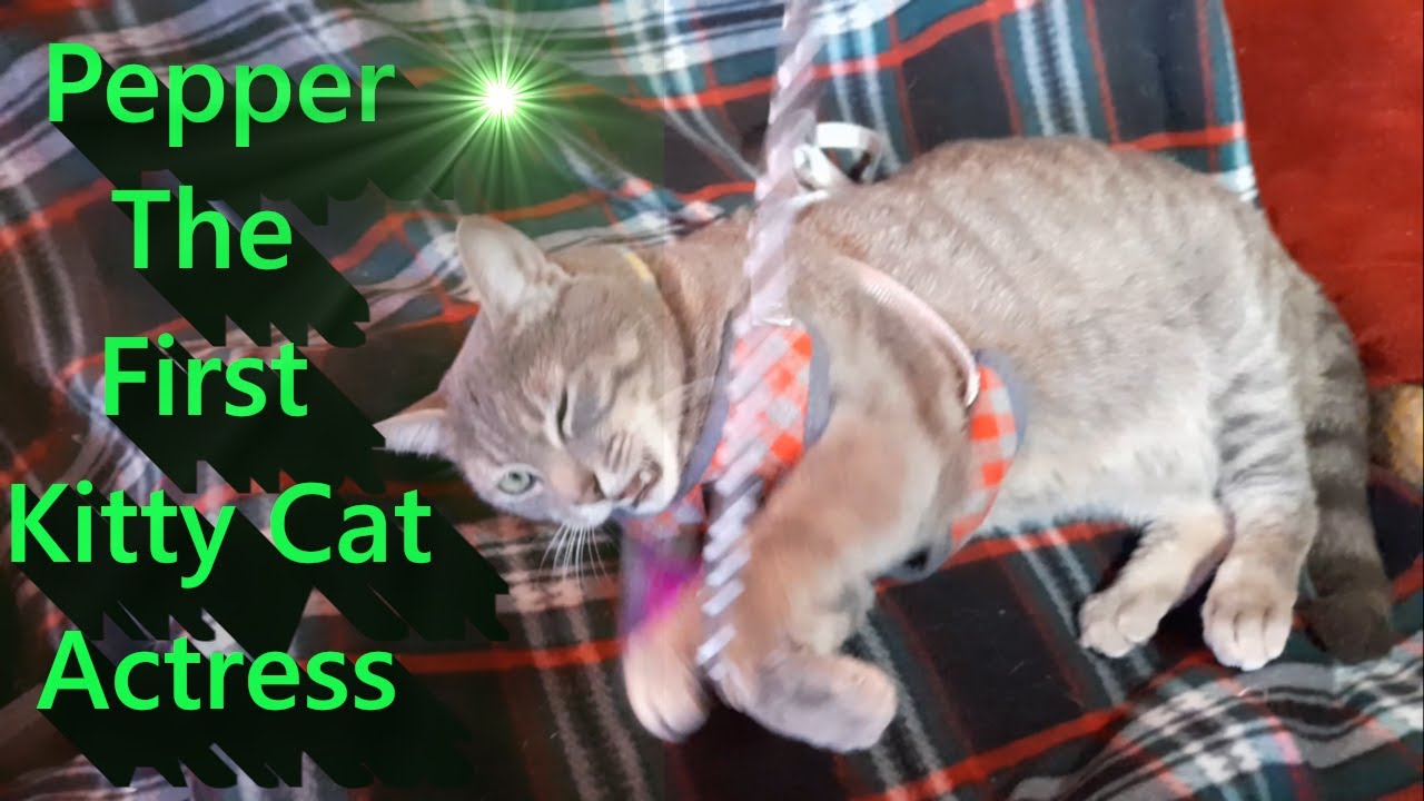 Pepper The First Kitty Cat Actress - YouTube