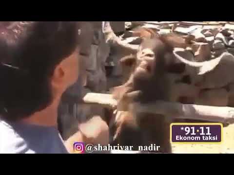 Keçi beni sevmedi için kızıyor