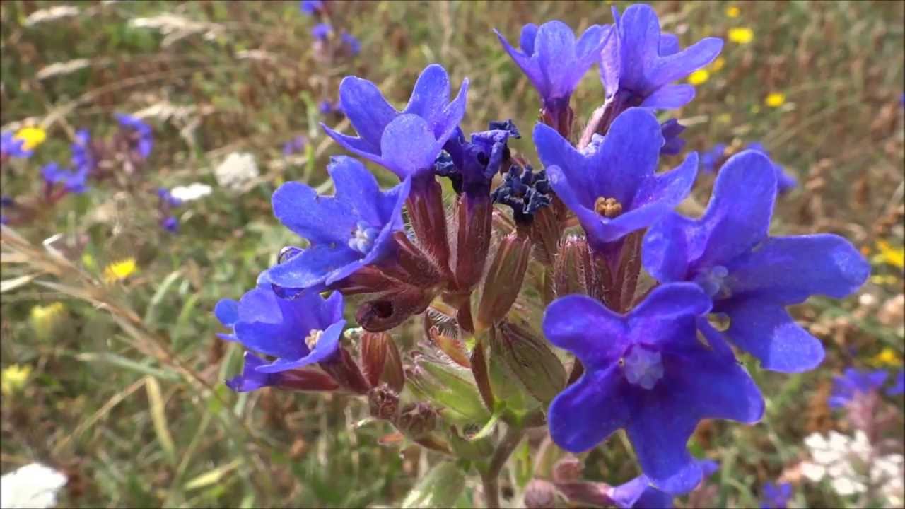 Gewone ossentong (Anchusa officinalis) & Geelwitte ossentong (Anchusa ...