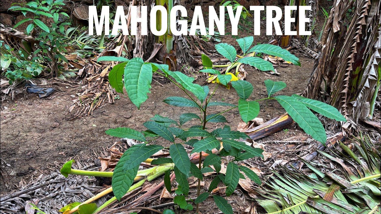 Mahogany tree plantation | மகோகனி மரம் வளர்பு #mahogany #மகோகனி - YouTube