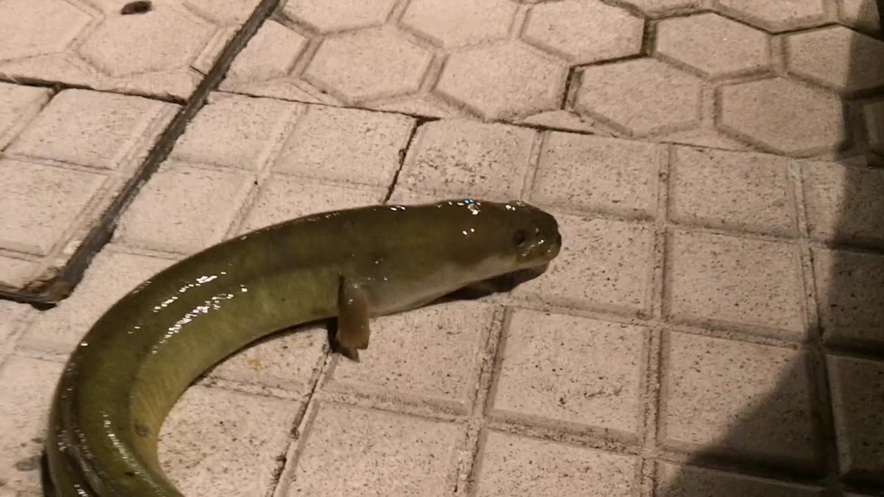 Pesca de anguilas. - YouTube