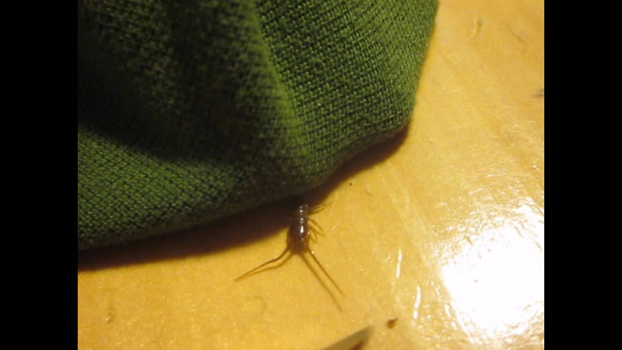 leaf fish eating - YouTube