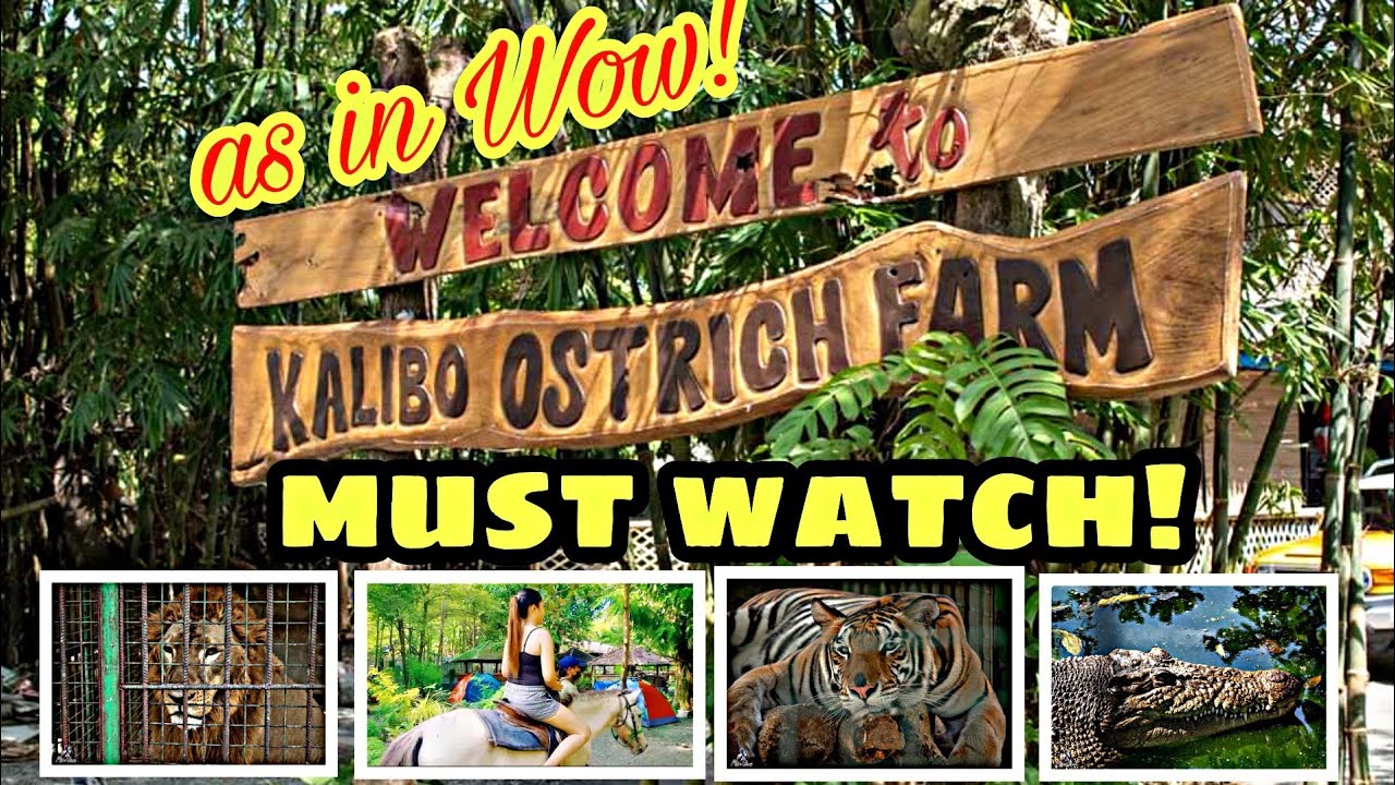 The Newest Zoo in Town | Kalibo Ostrich Farm | Grabe Hayop sa Ganda ...