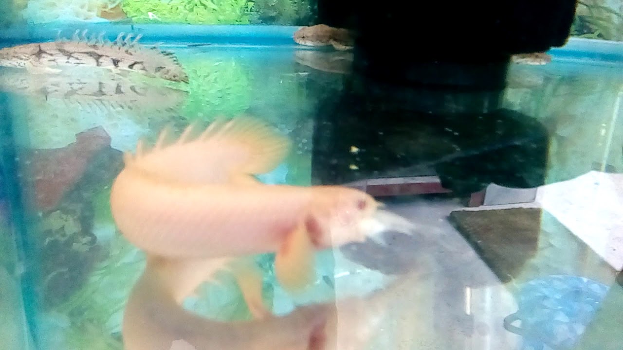 Albino Senegal Bichir eating live food - YouTube