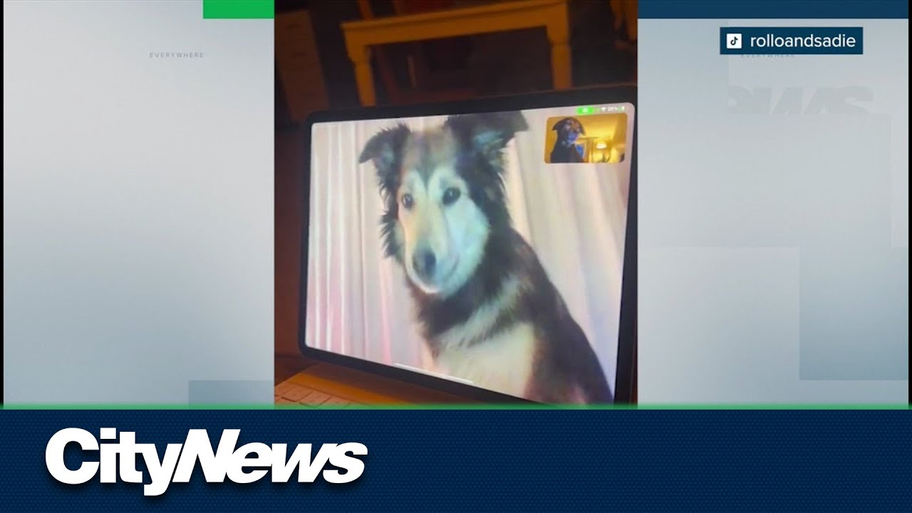 Two Alberta Dogs Go Viral For Long distance Facetime Interactions YouTube two-alberta-dogs-go-viral-for-long-distance-facetime-interactions-youtube