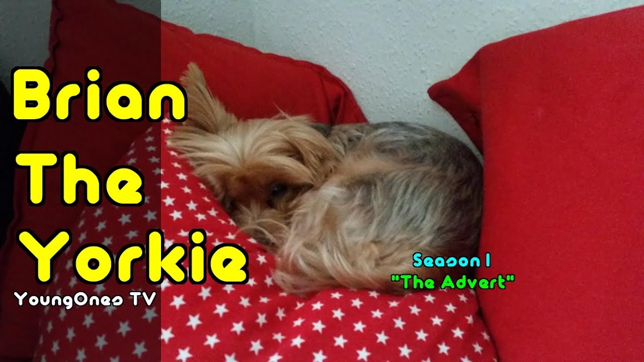 Brian The Yorkie: Season 1 - The advert - YouTube
