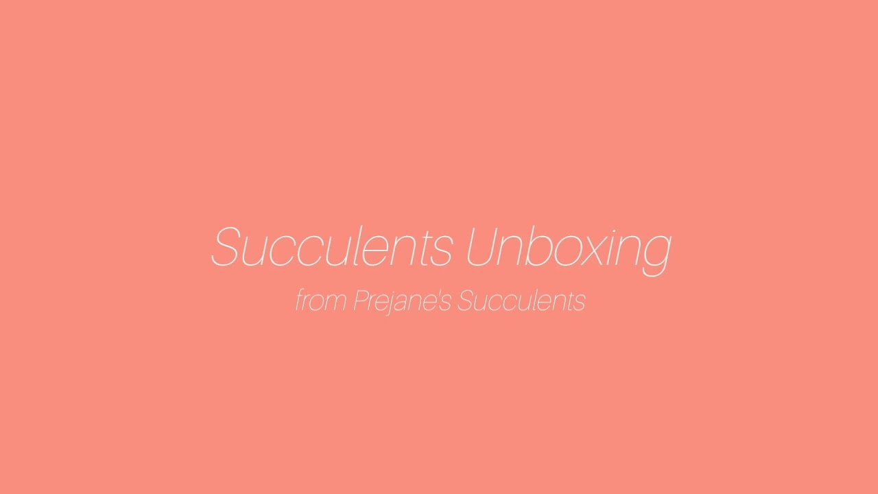 Succulents Unboxing from Prejane's Succulents - YouTube