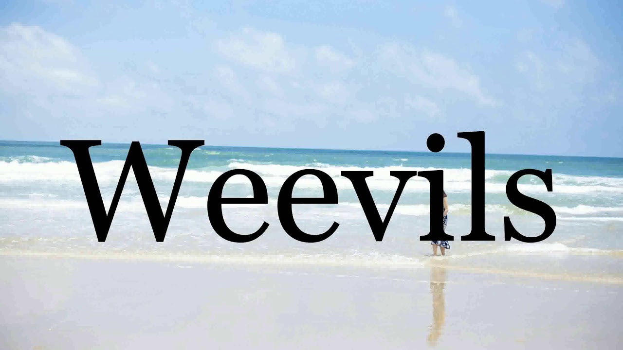 How To Pronounce Weevils🌈🌈🌈🌈🌈🌈Pronunciation Of Weevils - YouTube