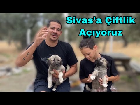 SİVAS’A KANGAL ÇİFTLİĞİ KURUYORUZ |  UZİ VE TURBO’NUN AŞI ZAMANI !