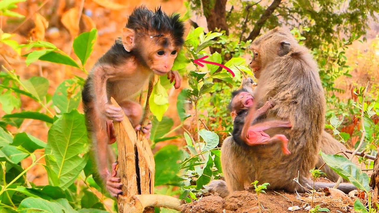 Young mama MOMO so hu-ngry busy eating ca-reless new baby. - YouTube