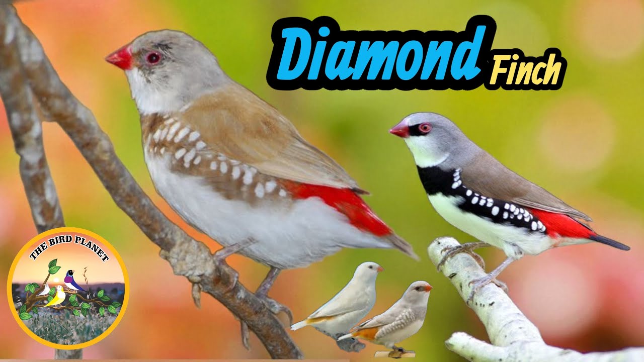 Diamond Finch in My Setup |Beautiful Pair | Finch Birds Collection 2025 ...