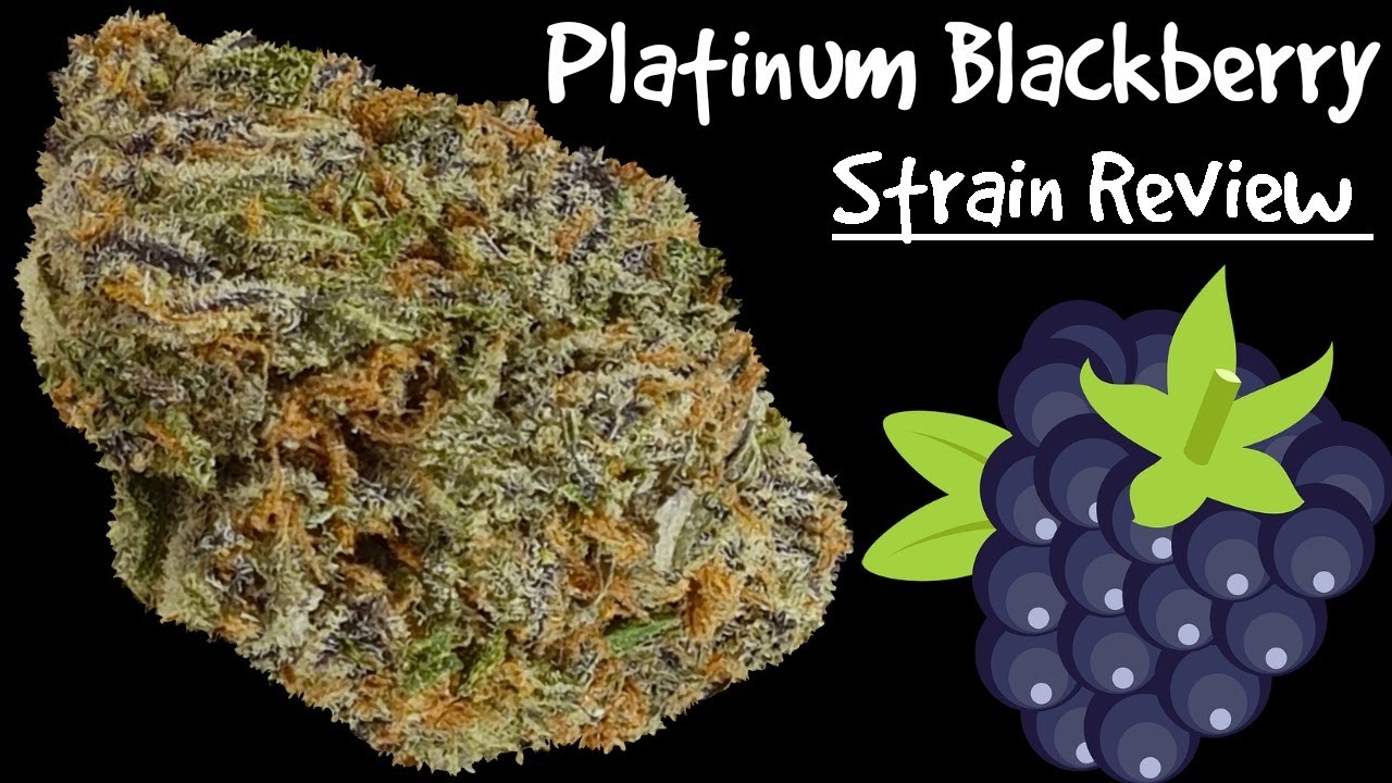 Platinum Blackberry OFFICIAL Strain Review - YouTube