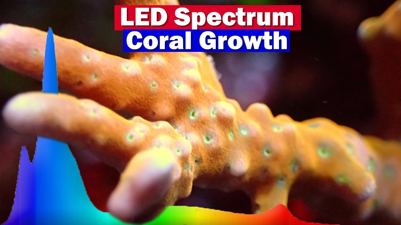 Led Spectrum and Coral growth - YouTube