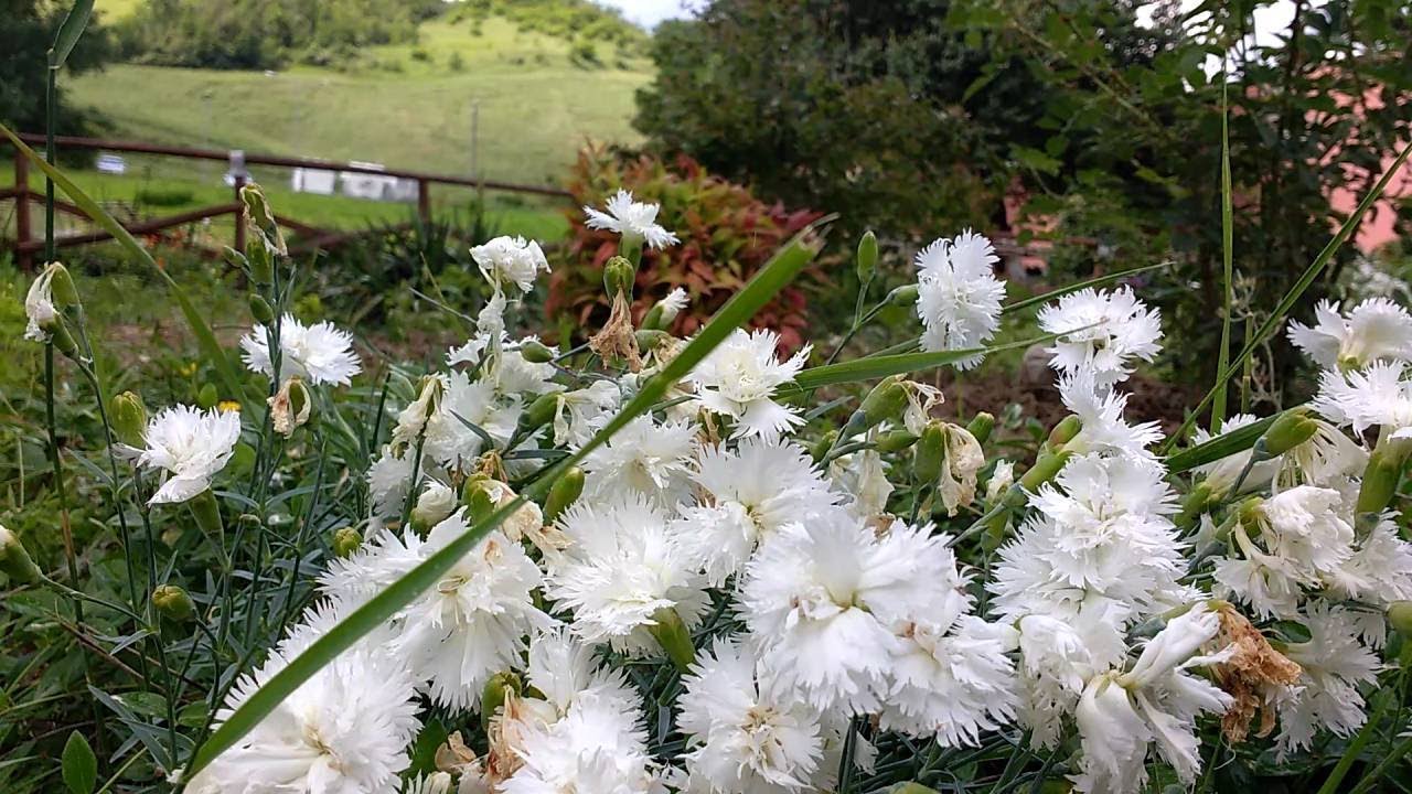 Garofanino bianco Dianthus plumarius 'Haytor White' - YouTube