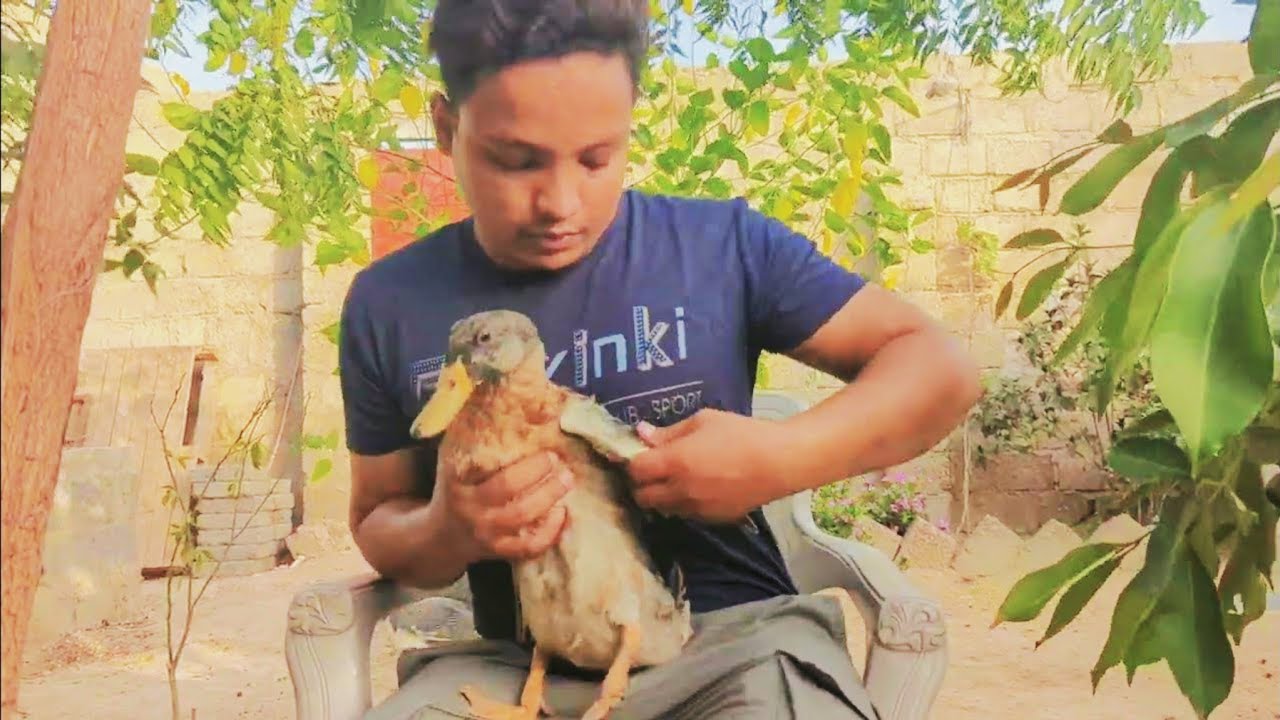 Ducks Kay wings 💸 dkehyn 👀Baray baray 💗 - YouTube