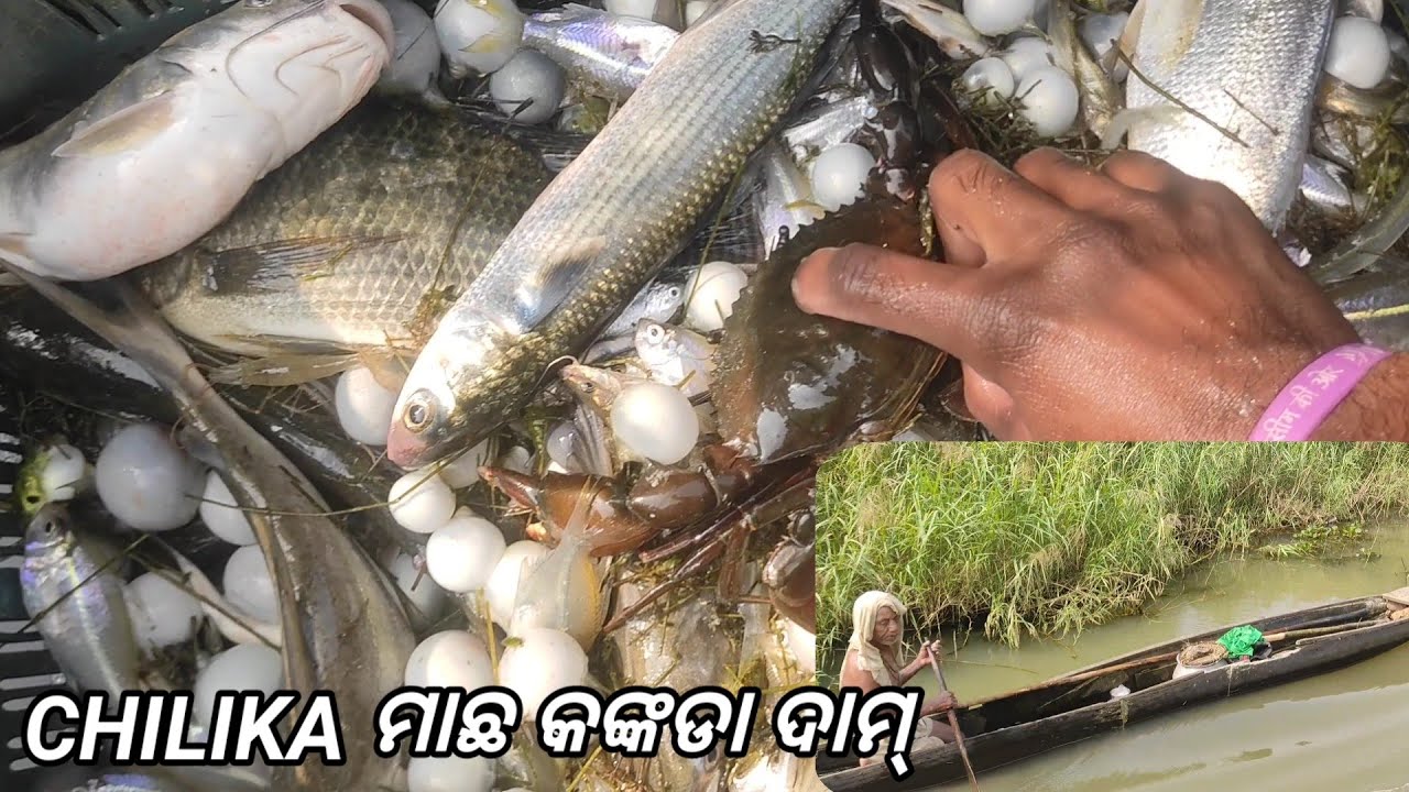 ଚିଲିକା ମାଛ କଙ୍କଡା ଦାମ Chilika fishing Indian,s largest lake fishing ...