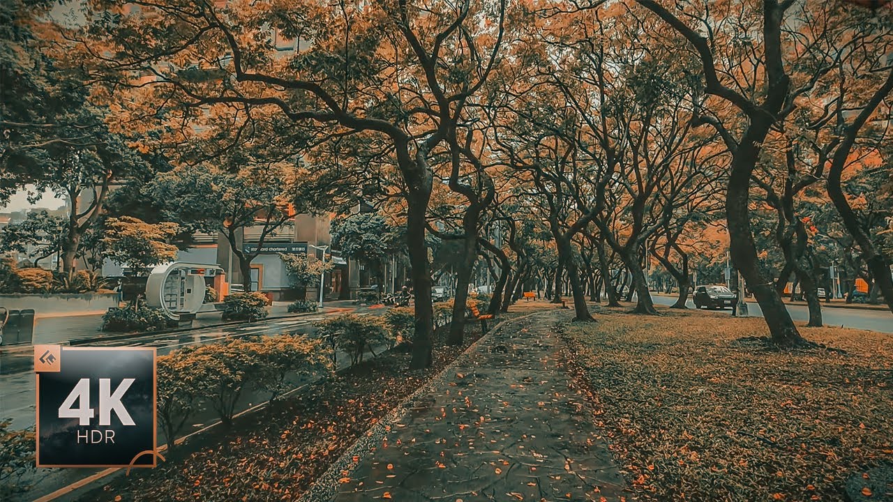 Taiwan Walking Tour in Dunhua South Road [台灣欒樹金黃花敦化南路] Taiwan Autumn ...