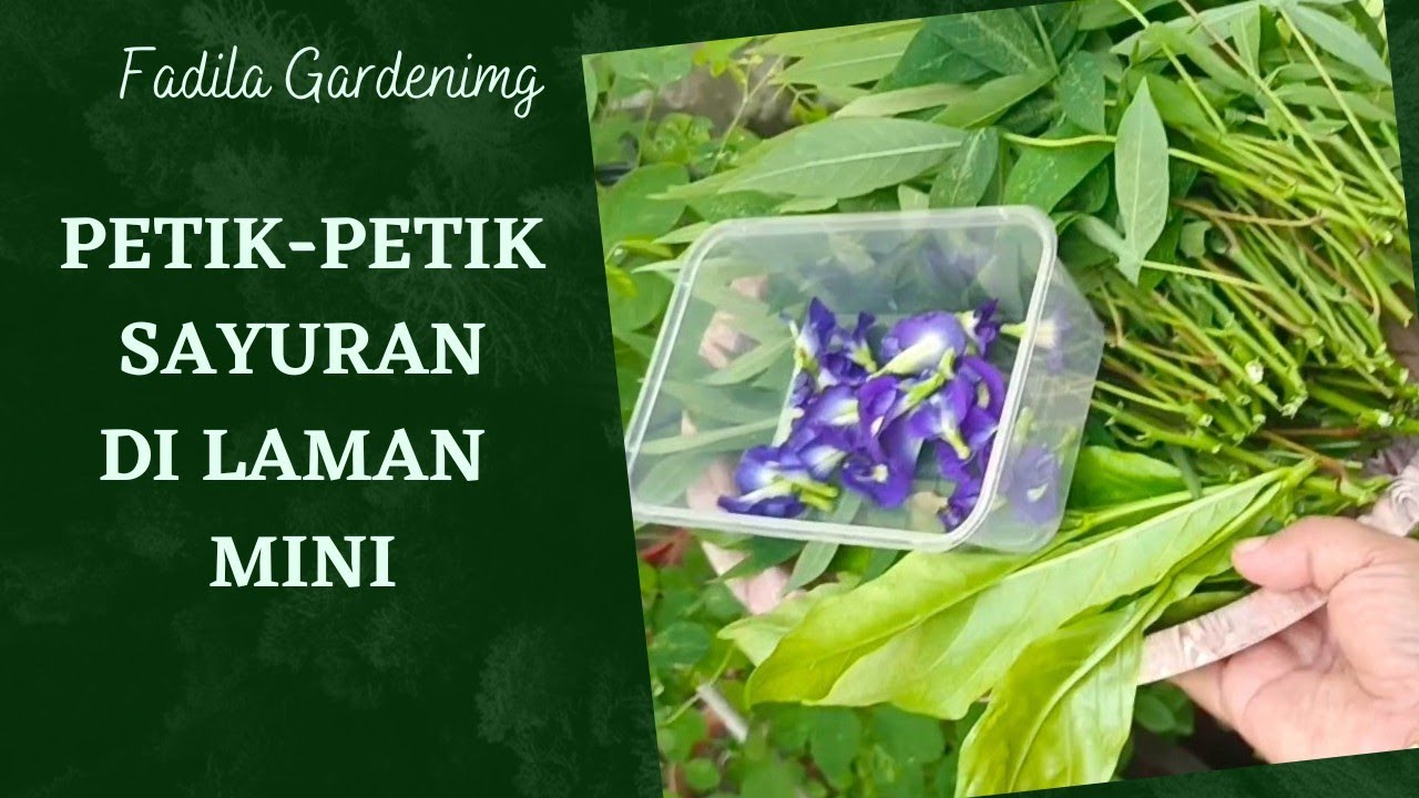 Petik-petik Kangkung, Bunga Telang Serta Pucuk Ubi Di Laman Mini - YouTube