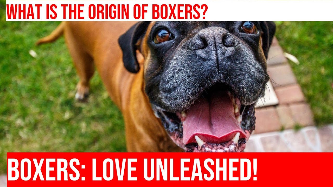 Discover the Origin of the Boxer Breed - YouTube