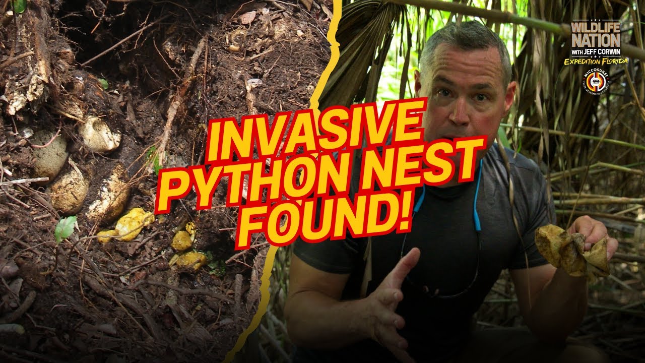 Jeff Corwin Discovers Invasive Python Nest in Florida Everglades - YouTube