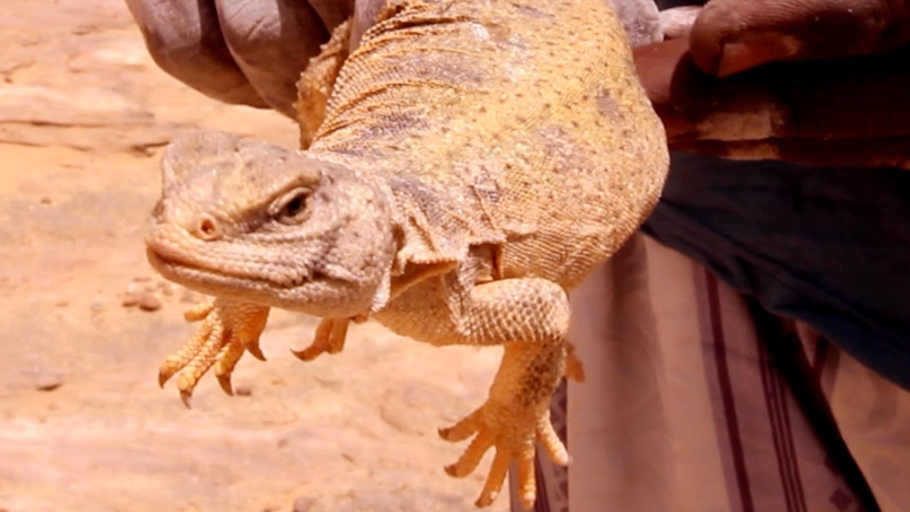 How to make a meal out of anything: Eating a lizard - YouTube