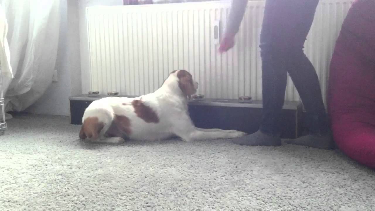 Kito Sniffledog III - YouTube