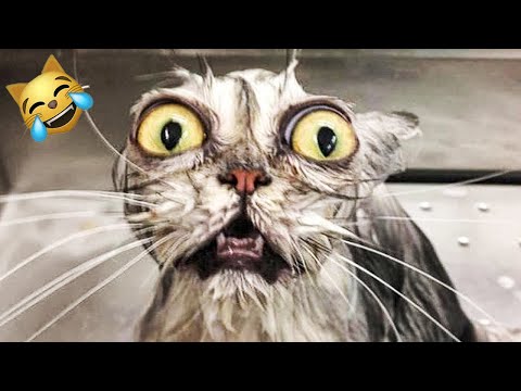 Super Funny & Cutest Animal Videos TikTok - Try Not To Laugh Animals