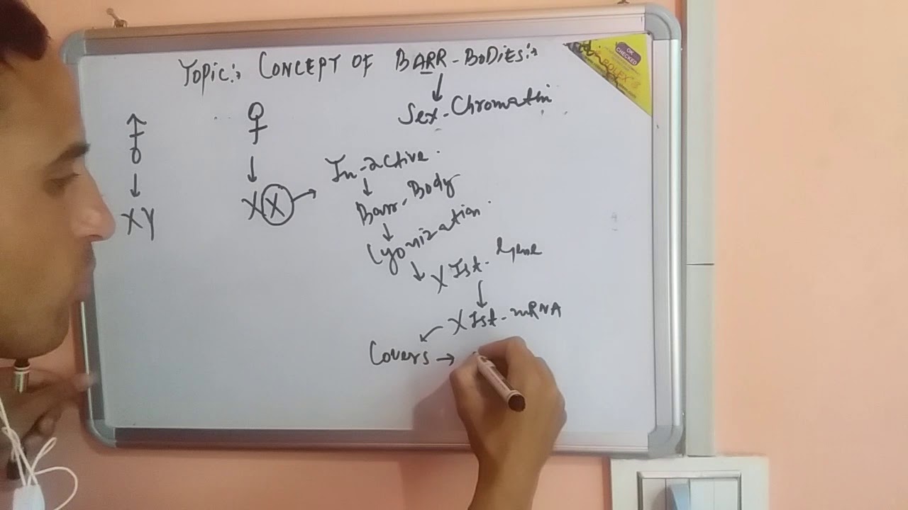 Concept of Barr body or sex chromatin , Formula to calculate the number ...