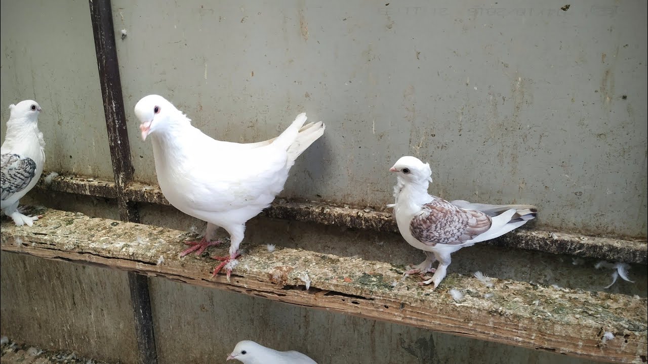 Omg 😳 Compare The Size of King Pigeon Breed - YouTube
